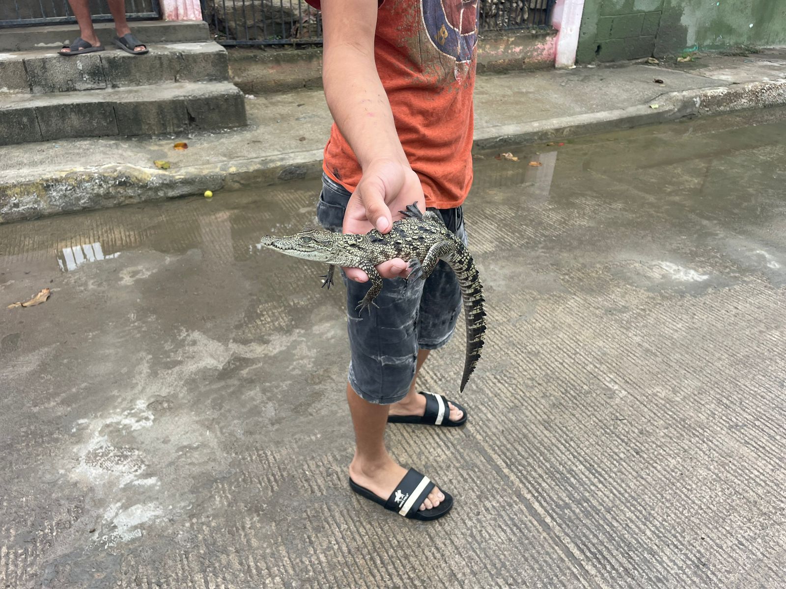 Menores en la Moscú están capturando crías de cocodrilos – LA RED DE ...